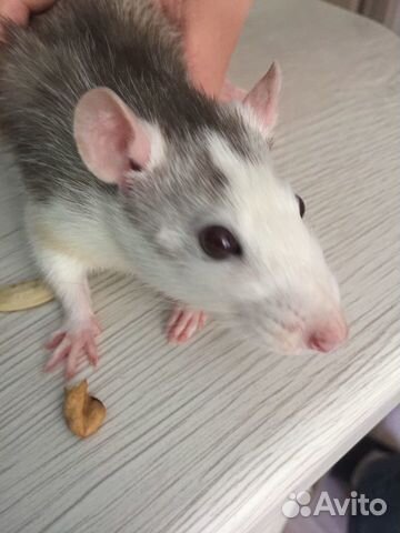 Крыса дамбо с приданым