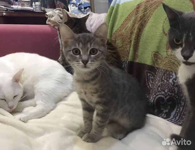 Кошечка котенок 2,5 мес