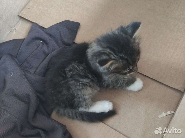 Котëнок