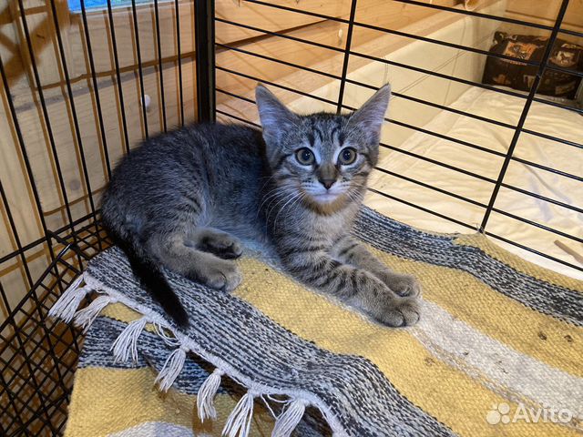 Котенок мальчик