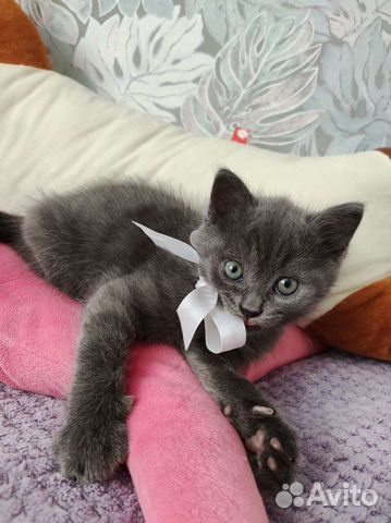 Британцы котята бесплатно