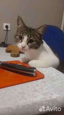 Кошки в добрые руки бесплатно