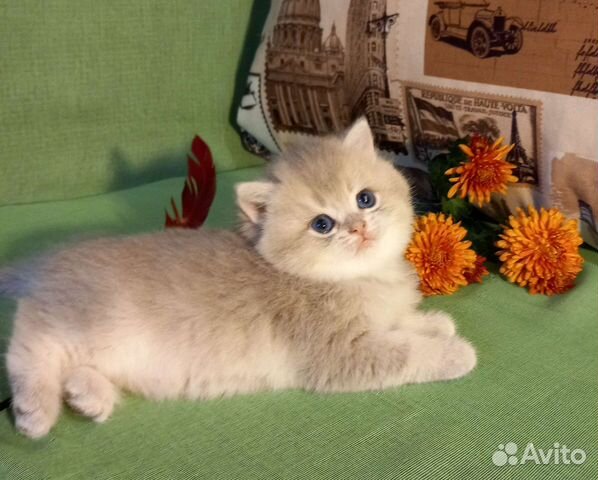 Британочка голубое золото ау11