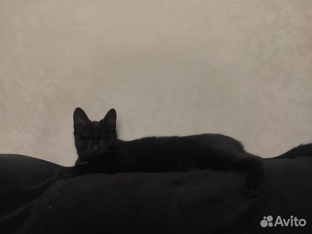 Черная слепая ласковая кошечка
