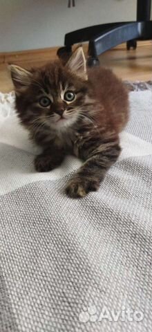 Котенок Девочка 2 месяца