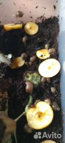 Улитки ахатины маленькие