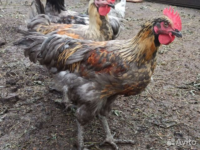 Петухи Гриз Бар