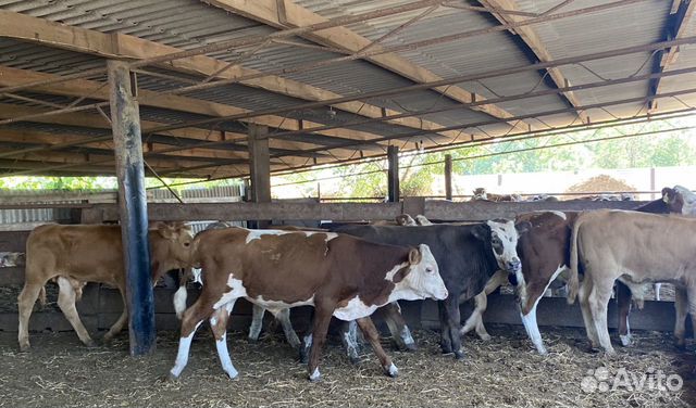 Продаются бычки