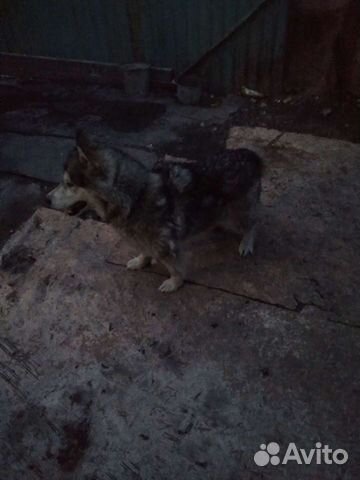 Собака аляскинский маламут