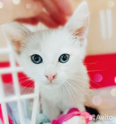 Мальчик котеночек