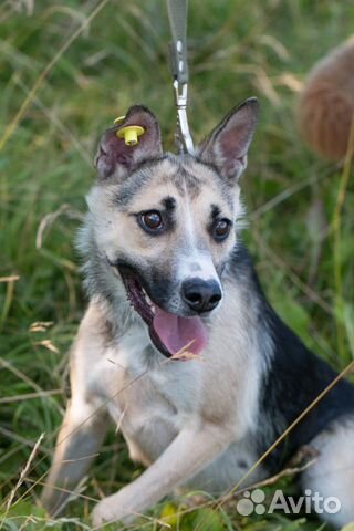 Эстель размером с левретку нужен дом