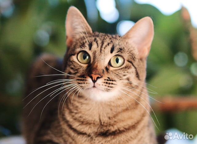 Красавица тигруша 9 мес. Кошка