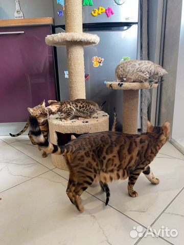 Бенгальские котята