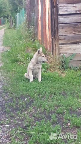 Щенок Дворняжка