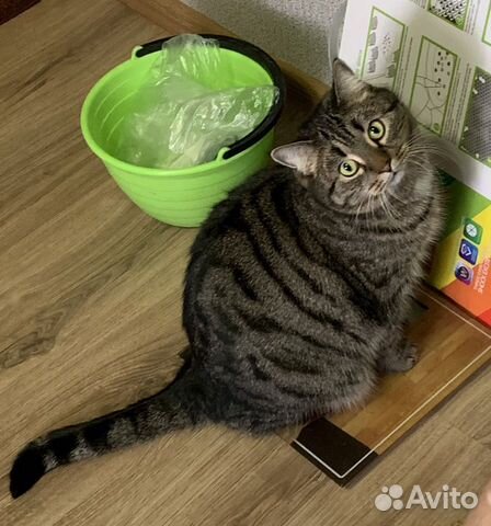 Кот в добрые руки