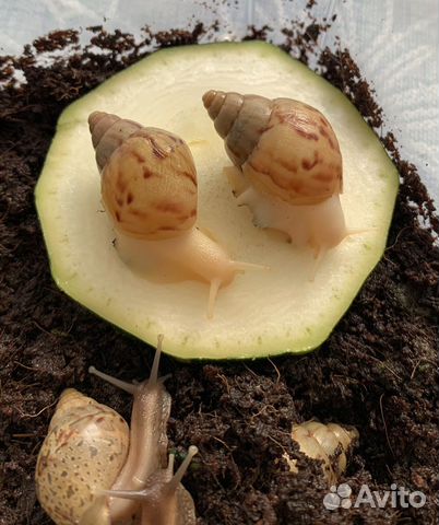 Улитята ахатины в хорошие руки