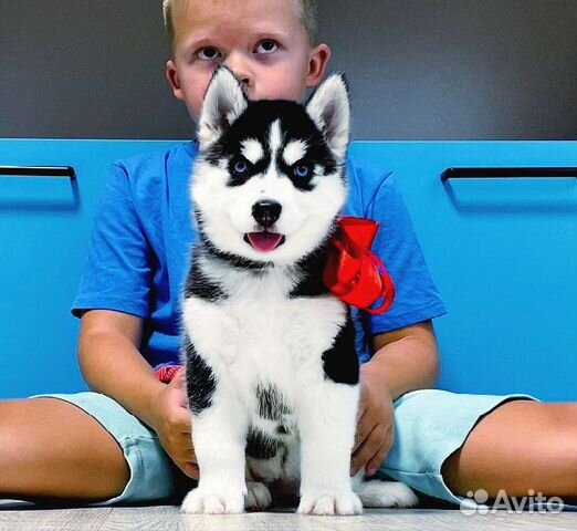 Классныееее Хаски разных окрасов для Вас )