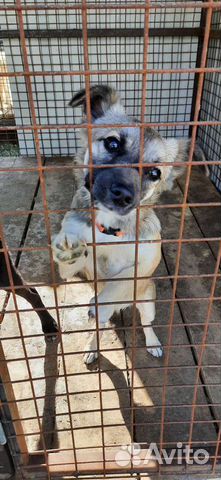 Маленькая собака в добрые руки