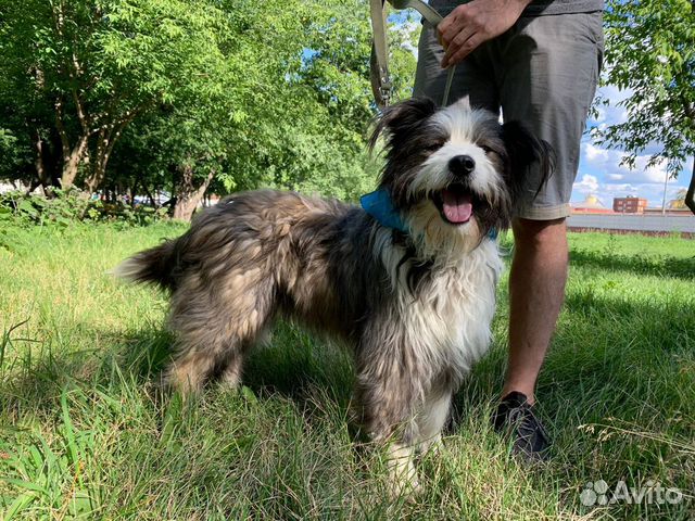 Красивый пес пропадает в приюте