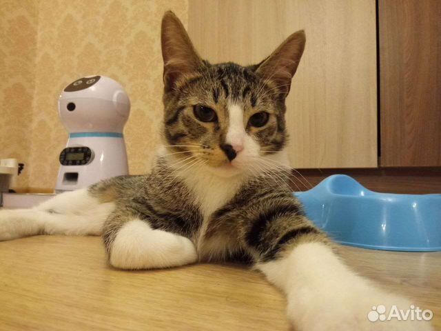 Ласковый котёнок Ларсик