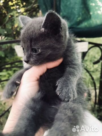 Котенок в добрые руки бесплатно