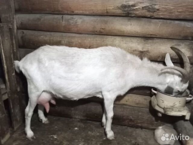 Коза