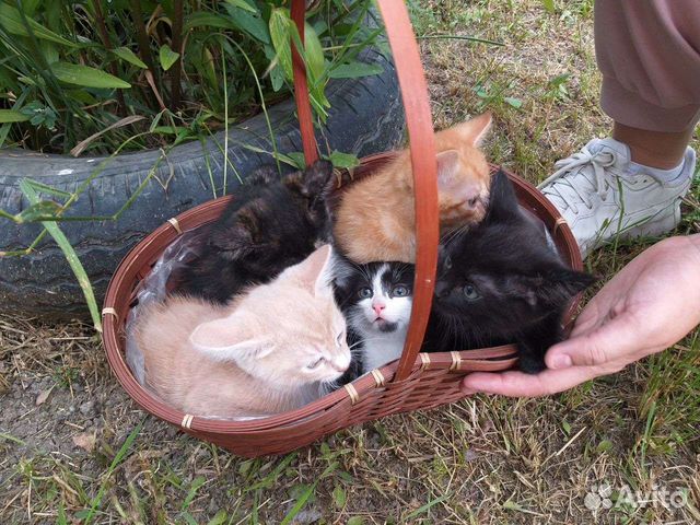 Котята в добрые руки бесплатно