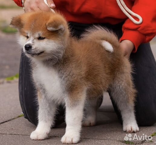 Щенки акита ину