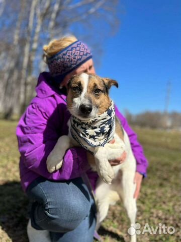 Маленькая несчастная собачка Лана