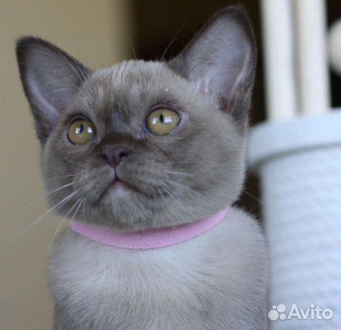 Бурманская