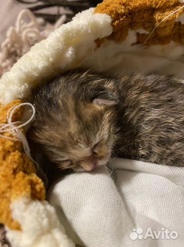 Нужна кормящая кошка