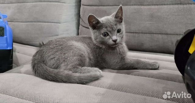 Кошечка похожая на Русскую голубую