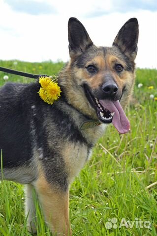 Метис овчарки ищет семью