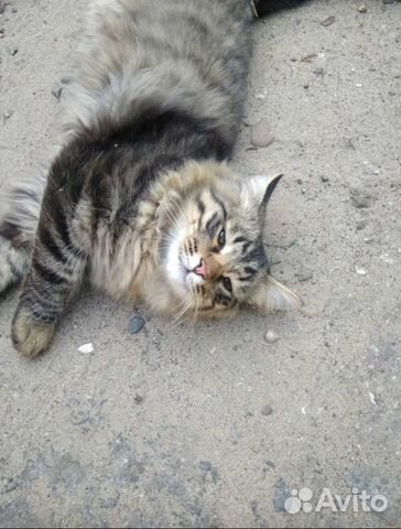 Котик ищет передержку