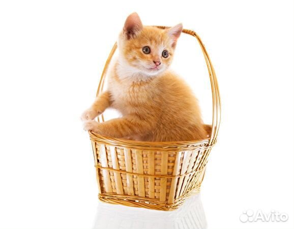 Котик сирота 3 месяца (ищет заботливую семью)