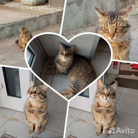 Подкинули в магазин. Магазин у дороги