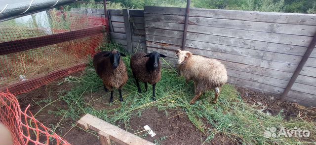 Овцы бараны