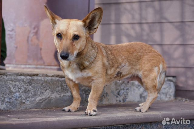 Агата ищет дом