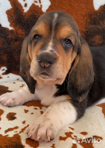 Девочка бассет хаунда