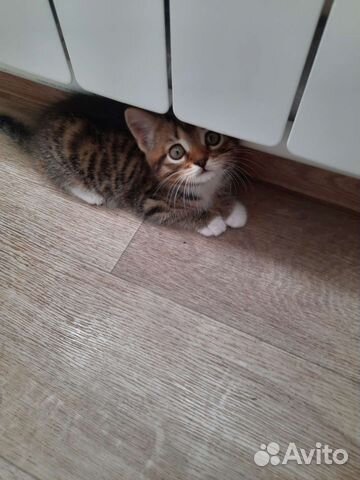 Шотландский котенок