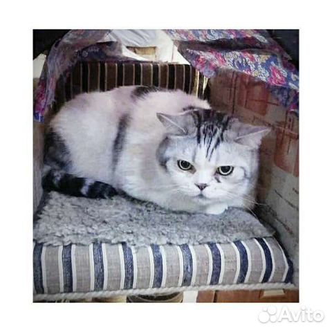 Кот кастрирован 2 года Шотландская