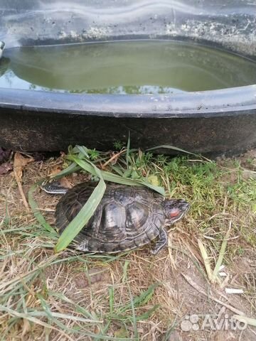 Красноухая черепаха