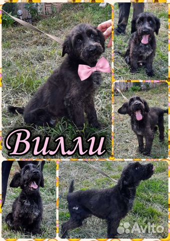 Метис ризеншнауцера Вилли ищет дом