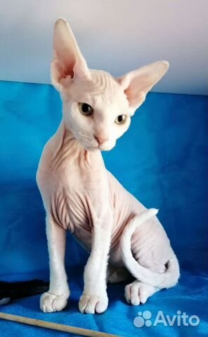 Канадский сфинкс котенок