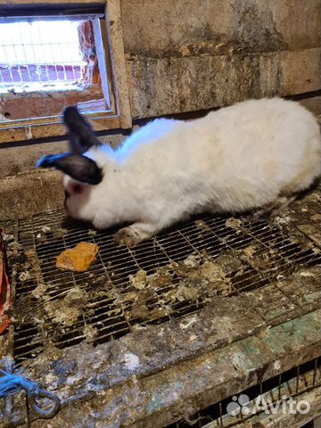 Кролик порода Калифорния