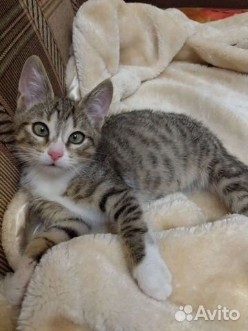 Платошечка спасённый с улицы