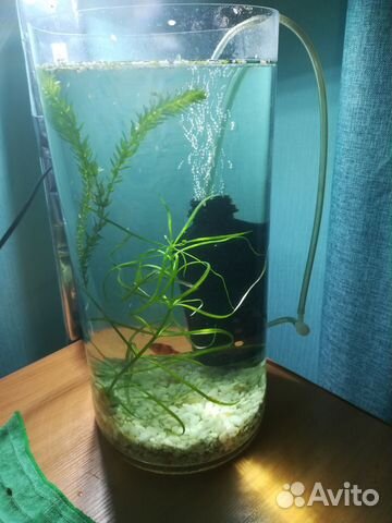 Аквариум - цилиндр с рыбками и растениями