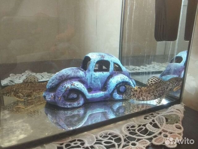 Сомики в добрые руки