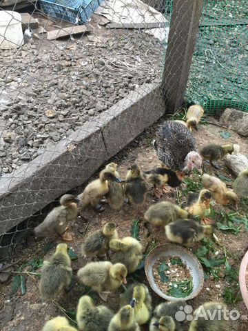 Утята индийский бегунок
