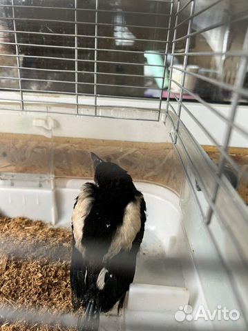 Птенец сороки